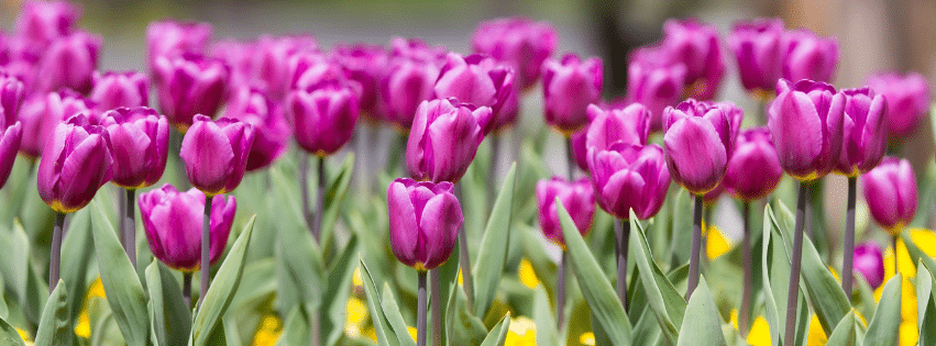 Semaine du 28 avril au 2 mai 2025 - Louis-Riel